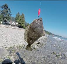 English Sole | Fish'n BC